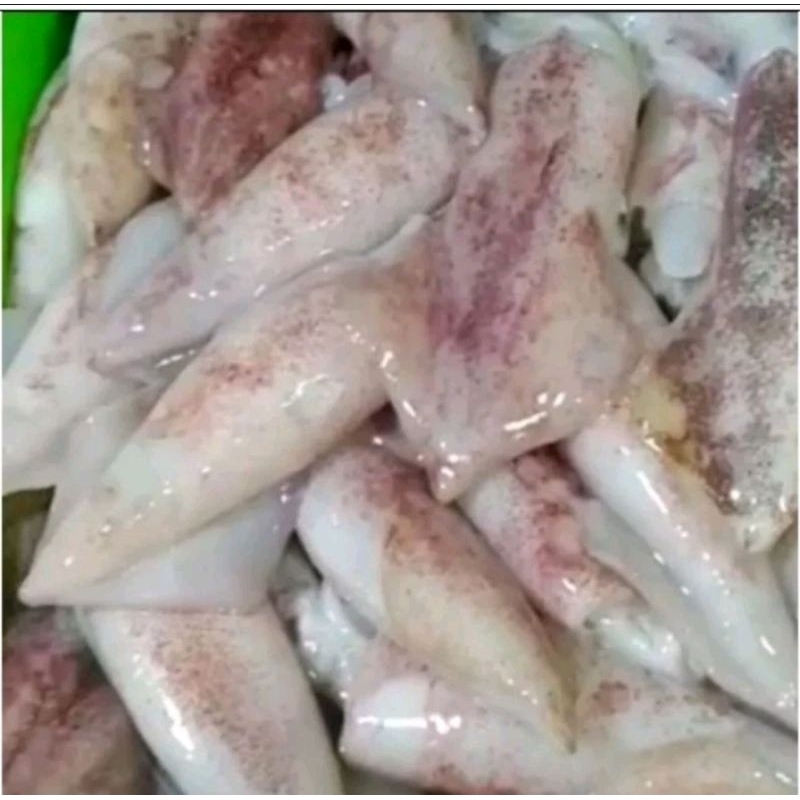 Jual Ikan Cumi Segar Fresh varian ukuran | Shopee Indonesia