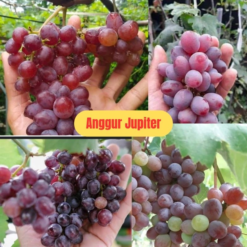 Jual Pohon Anggur Jupiter, Pohon Anggur Jupiter Asli, PohonAnggur Jumbo ...
