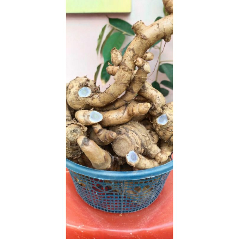 Jual TEMU HITAM-TEMU IRENG SEGAR 1KG | Shopee Indonesia