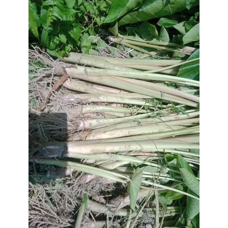 Jual bibit unggul talas Pratama 01,,, | Shopee Indonesia