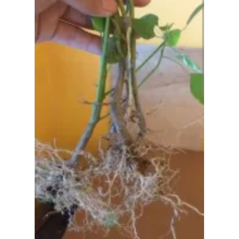 Jual daun akar kucing 4batang | Shopee Indonesia