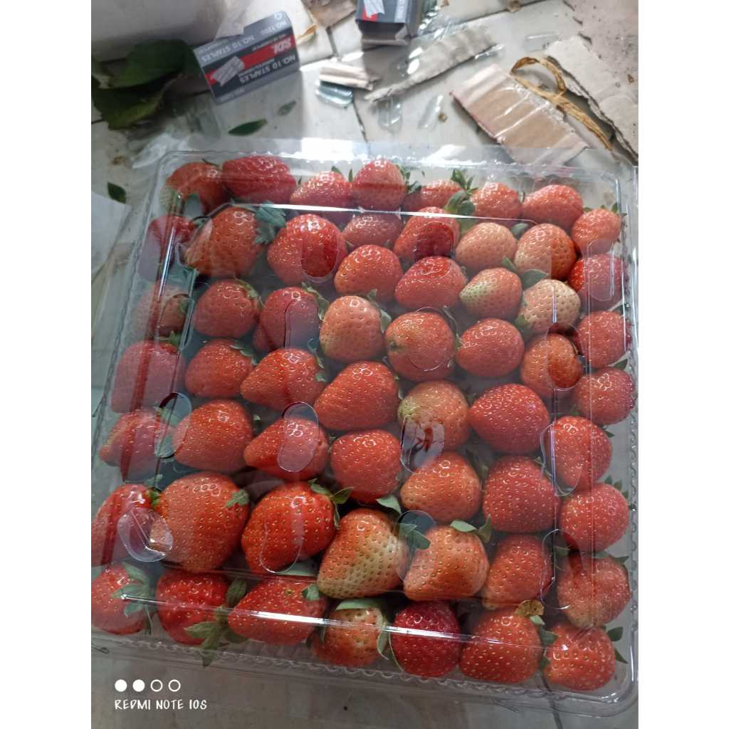Jual Strawberry Fresh Grade AB & ABC Kemasan besar +- 1kg Stroberi ...