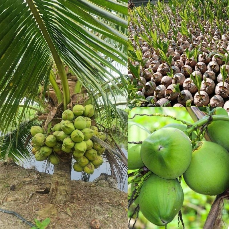 Jual Benih kelapa Genjah, Pohon Kelapa Pendek, Pohon Kelapa Kopyor ...