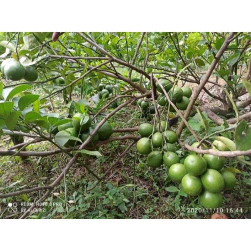 Jual Tanaman lemon California kondisi berbuah | Shopee Indonesia