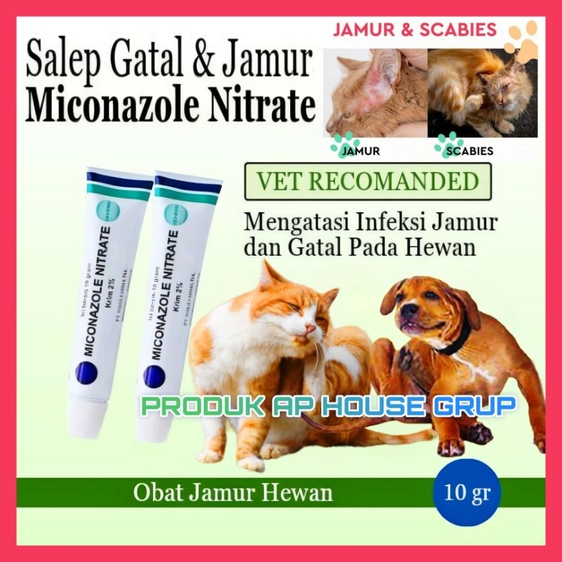 Jual SALEP MICONAZOLE UNTUK JAMUR INFEKSI SCABIES KUCING SALEP ...