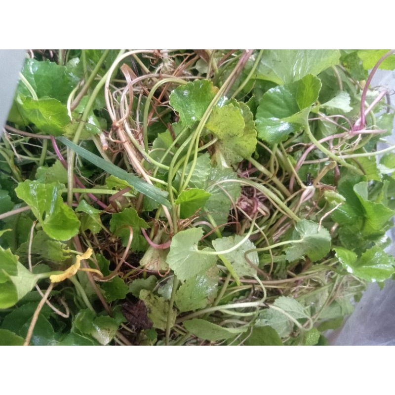 Jual daun pegagan atau daun antanan segar 500 grm | Shopee Indonesia