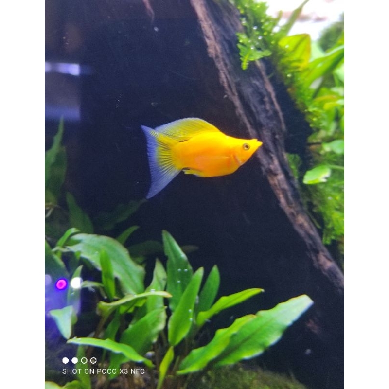 Jual IKAN HIAS MOLLY GOLDEN CAGAK SIZE M | Shopee Indonesia