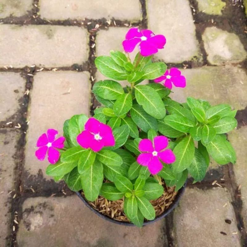 Jual Madagascar Periwinkle Bibit tanaman hias tapak dara/bunga vinca ...