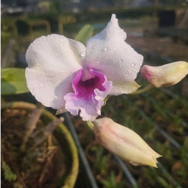 Jual Anggrek Dendrobium White Princess (PLANT MINI) | Shopee Indonesia