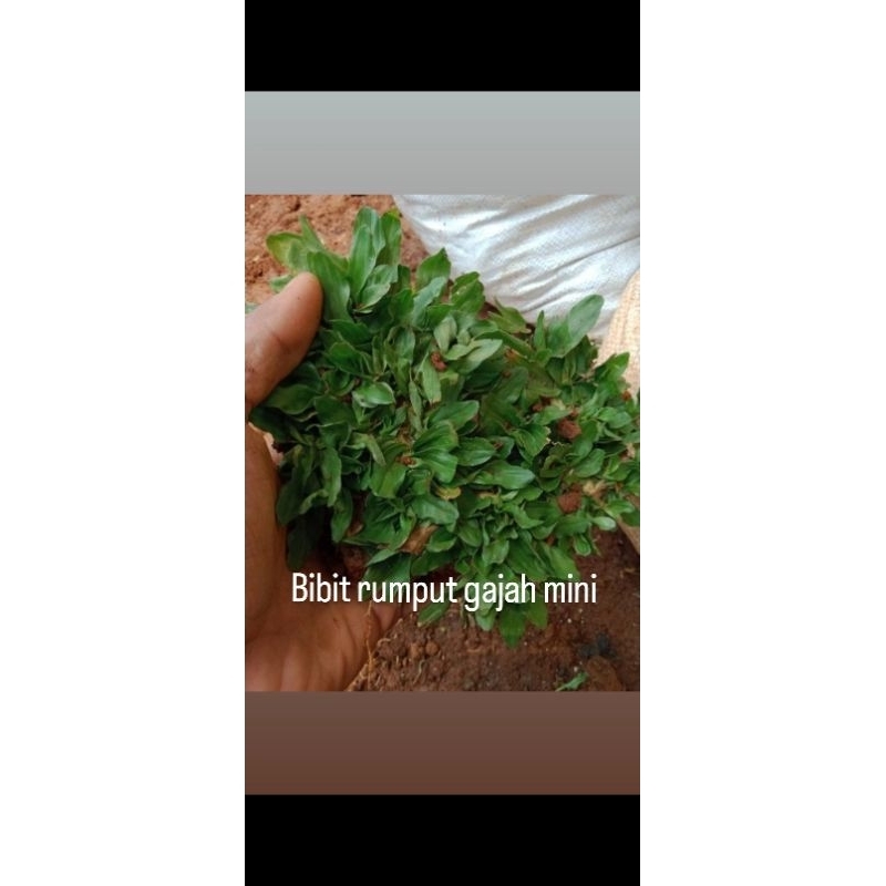 Jual Rumput gajah mini super, rumput hidup - rumput taman - rumput ...