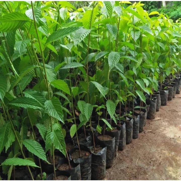 Jual Bibit Tanaman Kayu Afrika - Kayu Cepat Panen - Siap Tanam | Shopee ...