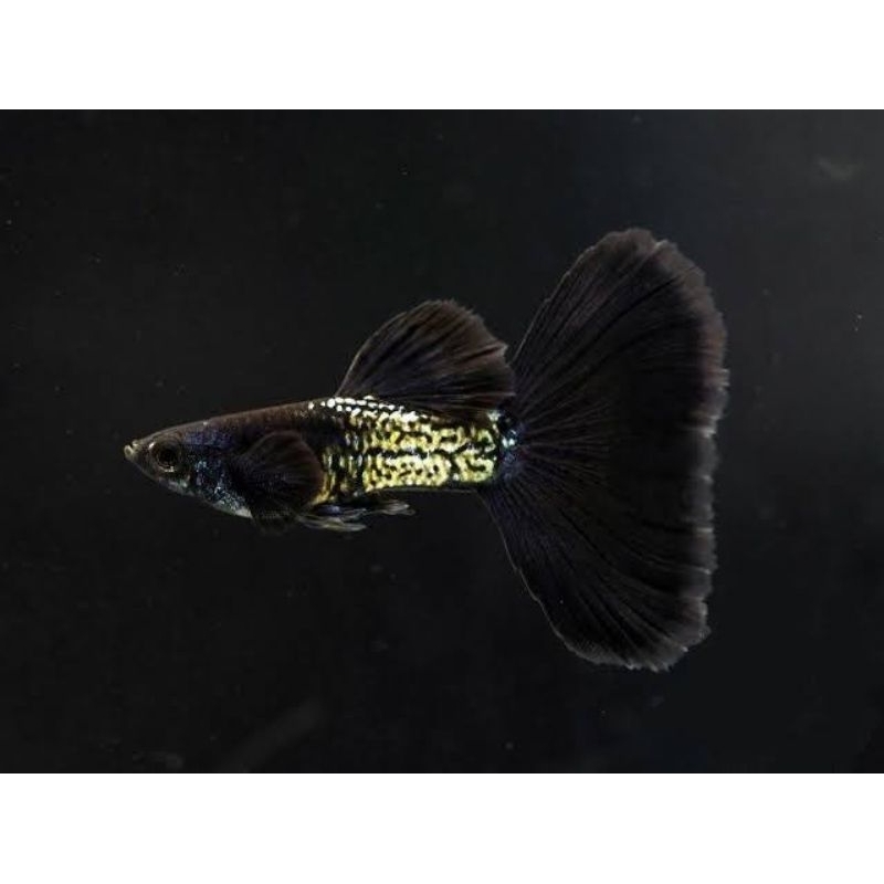 Jual Sepasang Guppy Metal Snakeskin Black Tail Jantan & Betina | Shopee Indonesia