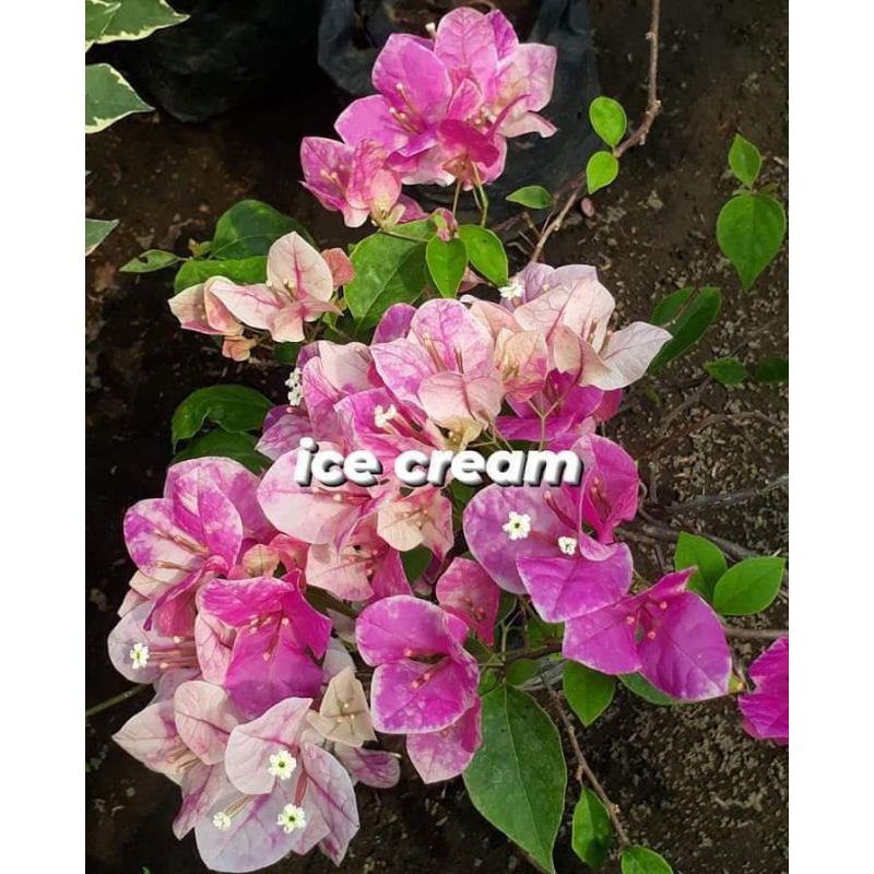 Jual Bugenvil Sakura ice crem Cantik mewah indah | Shopee Indonesia