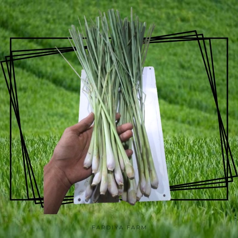 Jual Sereh serai segar fresh serai gajah serai sayur 500gr bumbu dapur ...
