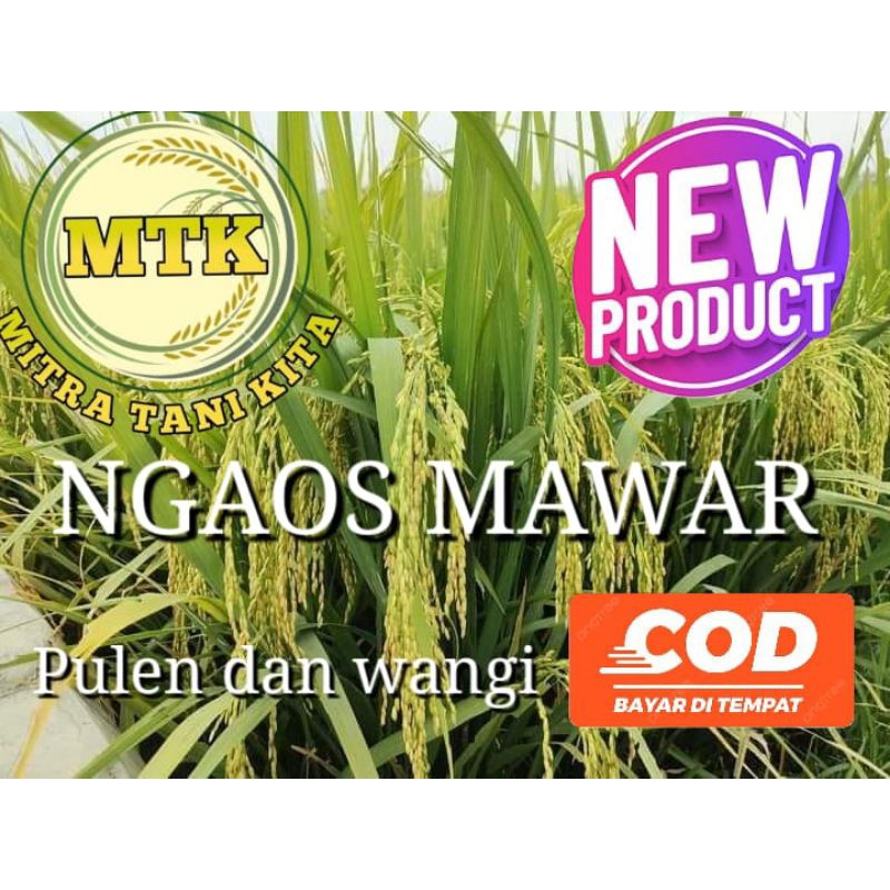 Jual BENIH PADI NGAOS MAWAR ORIGINAL KEMASAN 5KG | Shopee Indonesia