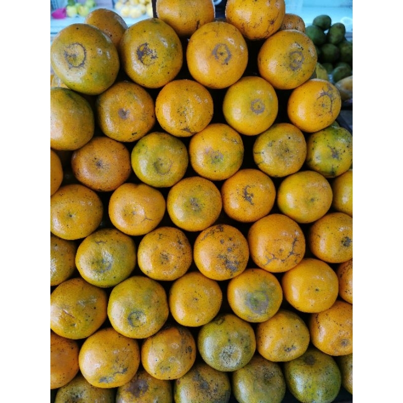 Jual Buah Jeruk Bali murah ukuran Sedang | Shopee Indonesia