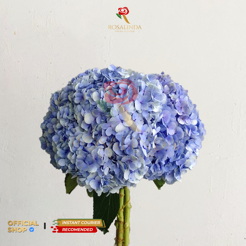 Jual Bunga Hortensia Biru / Hydrangea / Bunga Potong Segar | Shopee ...