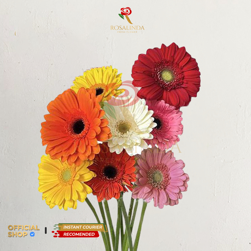 Jual Bunga Gerbera / Herbras Lokal / Bunga Potong Segar | Shopee Indonesia