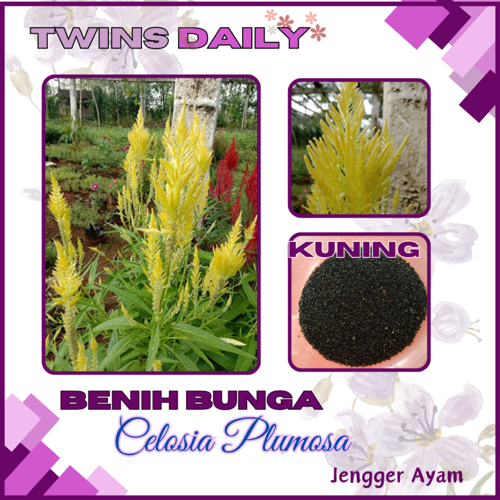 Jual Twinsdaily | 30 Biji Benih Bunga Celosia Jengger Ayam Warna Kuning ...
