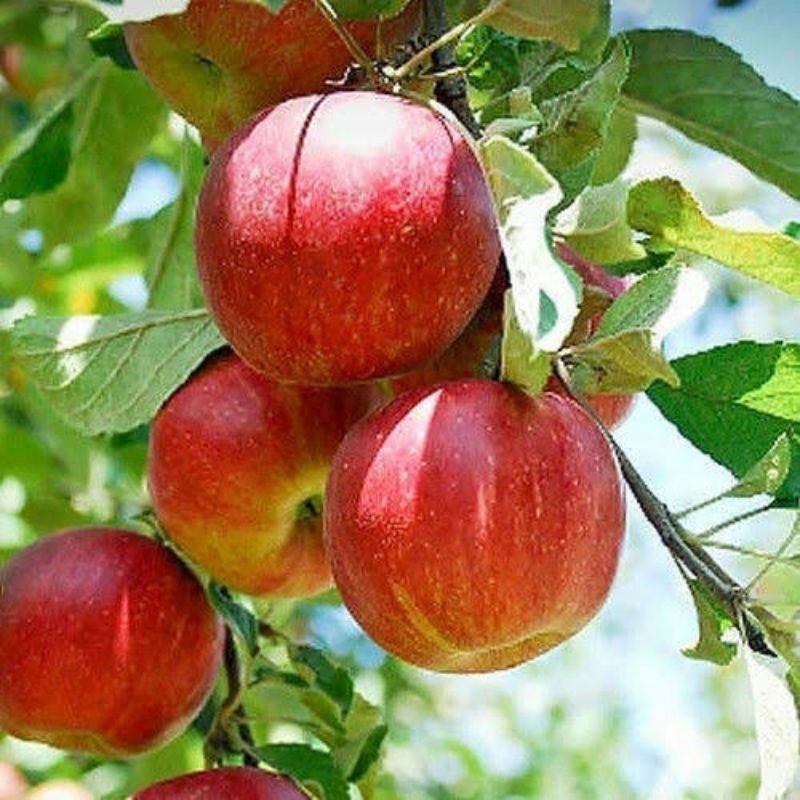 Jual bibit pohon apel ana (bisa berbuah dalam pot) | Shopee Indonesia