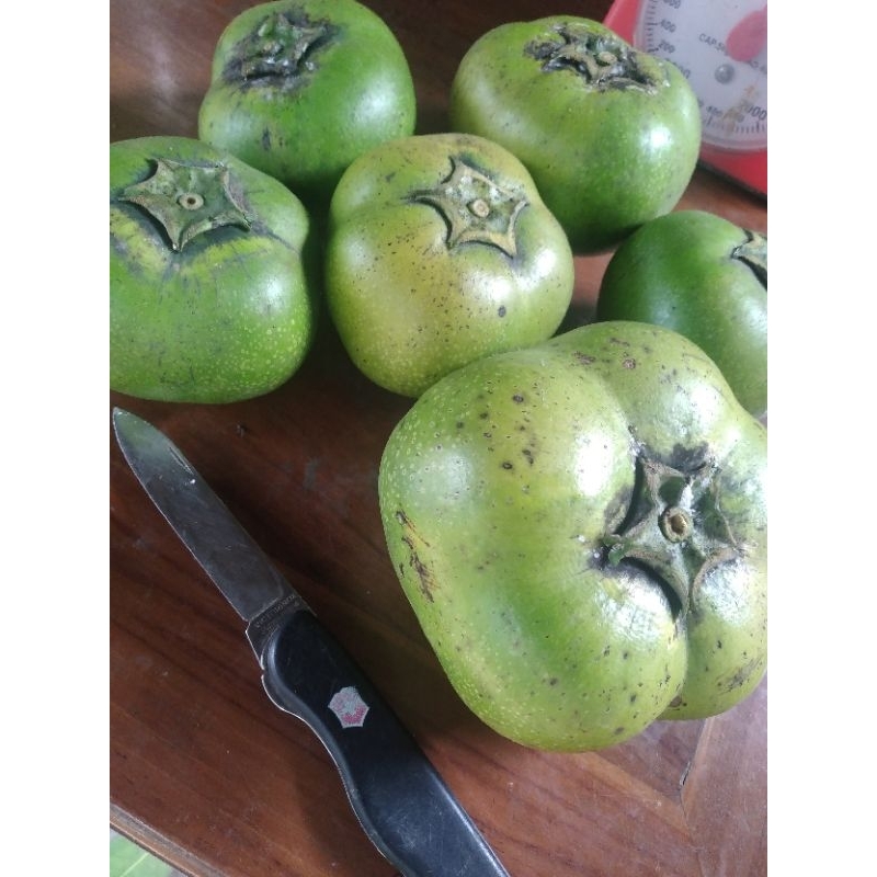 Jual Sawo hitam (black sapote) | Shopee Indonesia