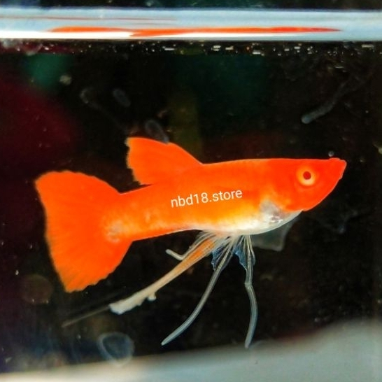 Jual guppy albino koi ribbon gen red ear | Shopee Indonesia