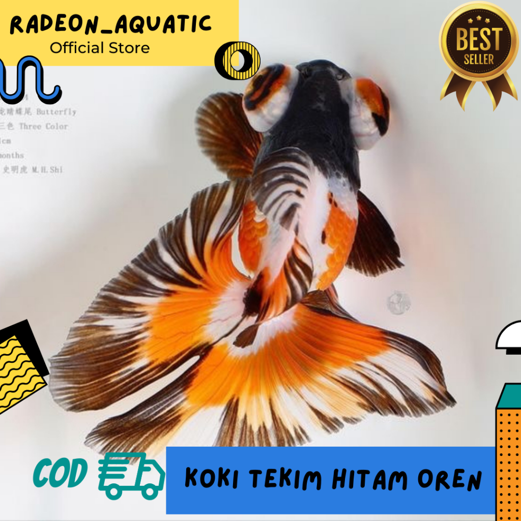 Jual ISI 9 EKOR KOKI TEKIM OREN HITAM / IKAN KOKI GOLD FISH / IKAN HIAS ...