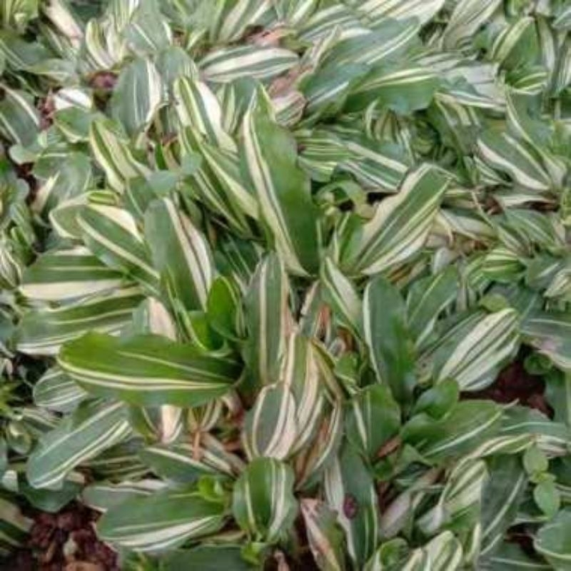 Jual Rumput gajah mini varigata 15cmX15cm | Shopee Indonesia
