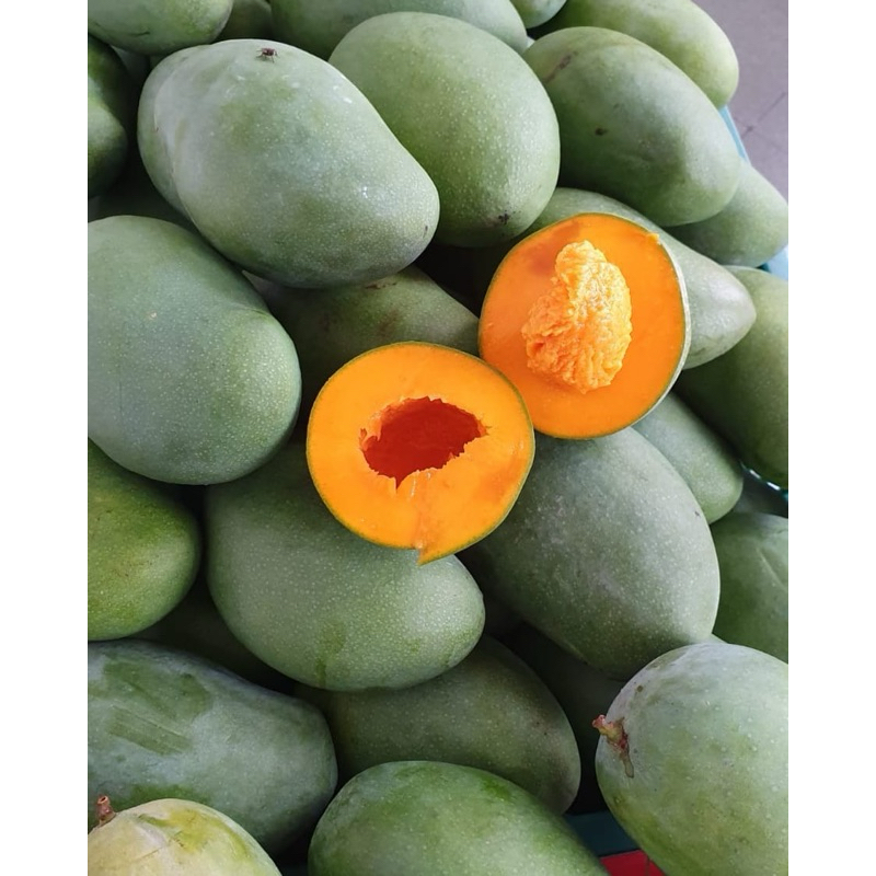Jual Mangga Gadung Mangga Harum Manis Masak Pohon Berat 1 Kg | Shopee ...
