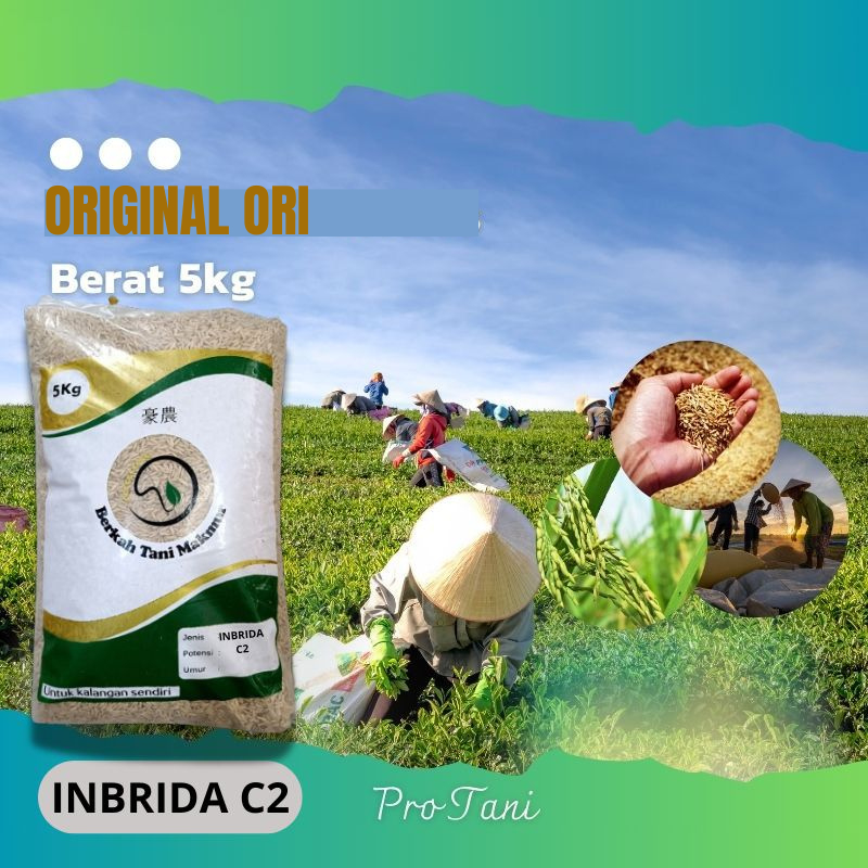 Jual BENIH PADI BARU INBRIDA C2 GALUR LOKAL BERAT 5KG | Shopee Indonesia