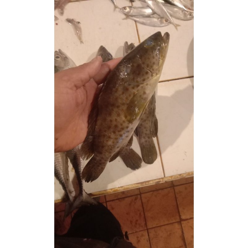 Jual ikan kerapu besar segar | Shopee Indonesia