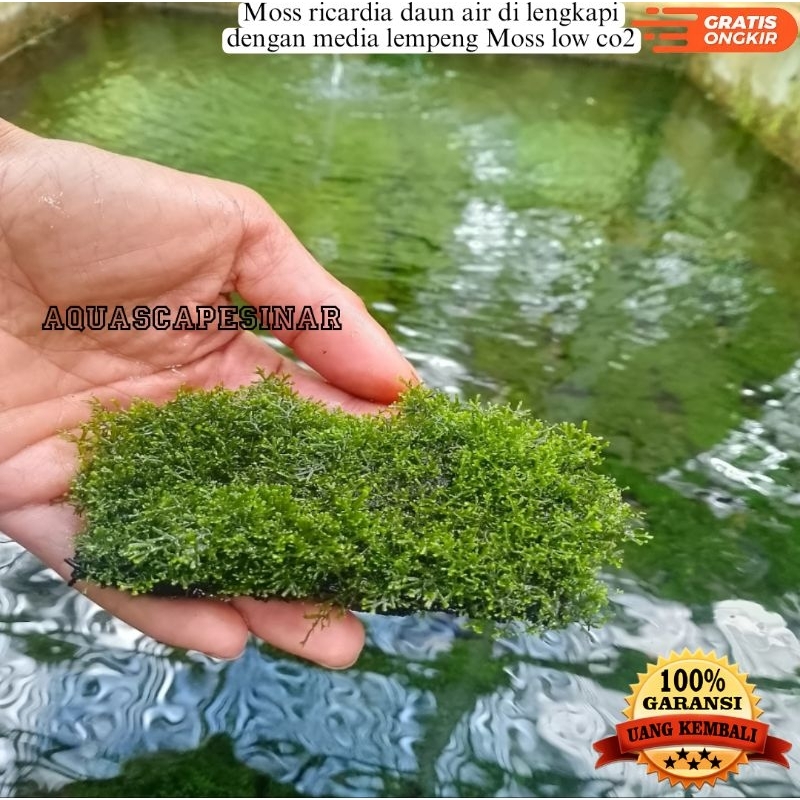 Jual Moss ricardia media lempeng tanaman aquascape-hiasan akuarium ...