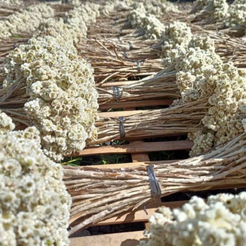 Jual Bunga Edelweis Kering Terlengkap & Harga Terbaru Juni 2026 ...