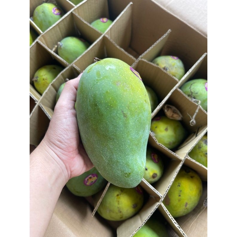 Jual Mangga alpukat bangil manis | Shopee Indonesia