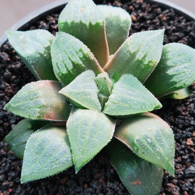 Jual haworthia phygmea ex ecuma | Shopee Indonesia