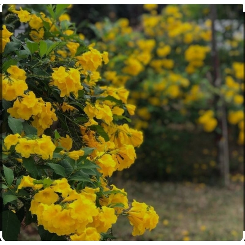 Jual Tanaman hias bunga tekomaria - pohon tecomaria / yellow bell ...