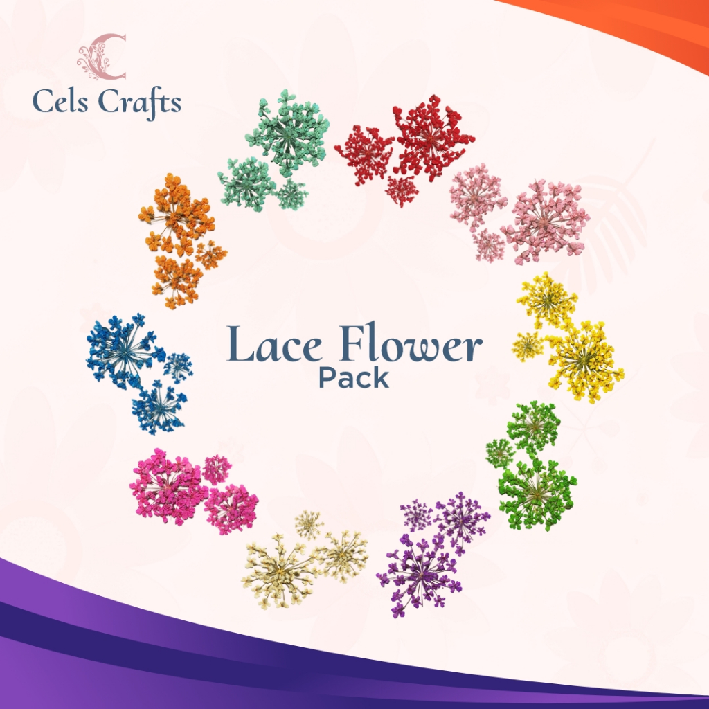 Jual [Pack] Bunga Ammi Majus Anne Lace Pressed Flowers Bunga Asli ...