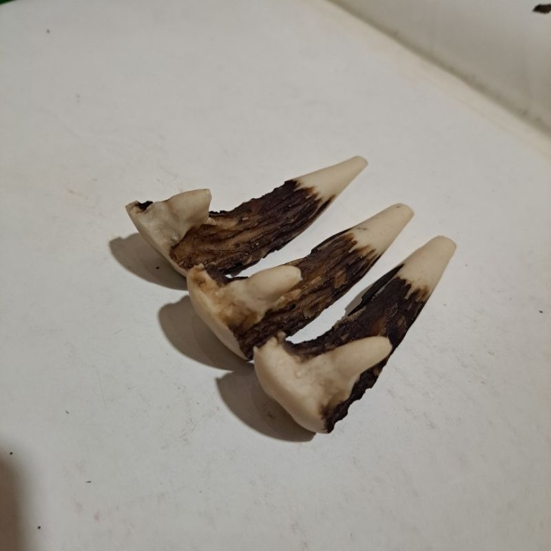 Jual Pipa Pipo Once Model Tanduk Rusa Unik 7cm | Shopee Indonesia