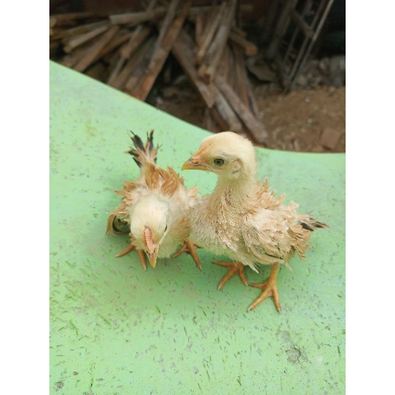 Jual Anak Ayam Kate Walik Dan Biasa | Shopee Indonesia
