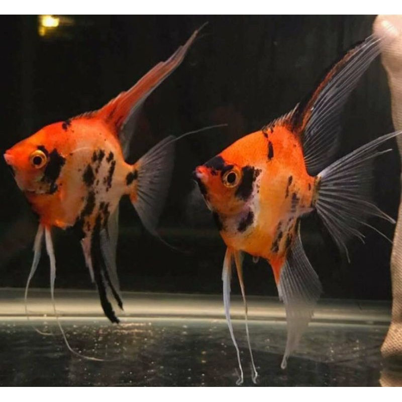 Jual Red Devil Veiltail Grade Super 3.5 Cm - Aquarium | Shopee Indonesia