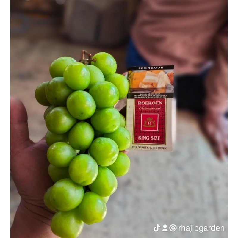 Jual anggur import shine muscat korea | Shopee Indonesia