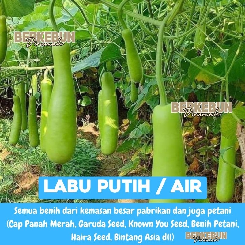 Jual 2 Benih labu putih Labu Air panjang Bibit Sayuran | Shopee Indonesia