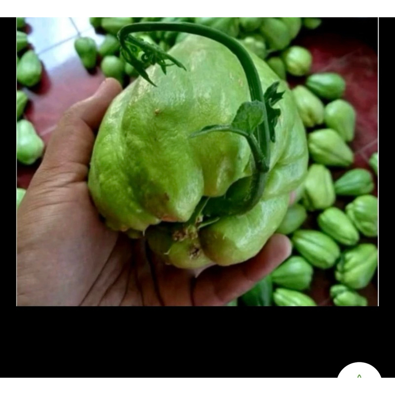 Jual KEBUN.MUKLIS - Paket 5 Bibit Labu Siam / Bibit Labu Siam Siap ...