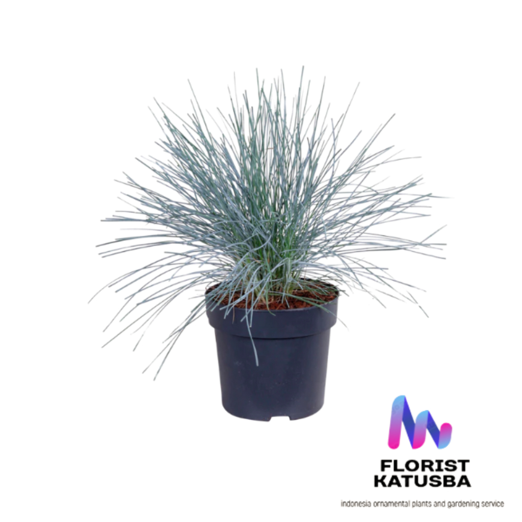 Jual Tanaman hias rumput biru-festuca glauca blue fescue | Shopee Indonesia