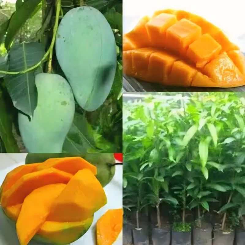Jual Segala macam Jenis Bibit Tanaman Buah mangga gadung hasil dari ...