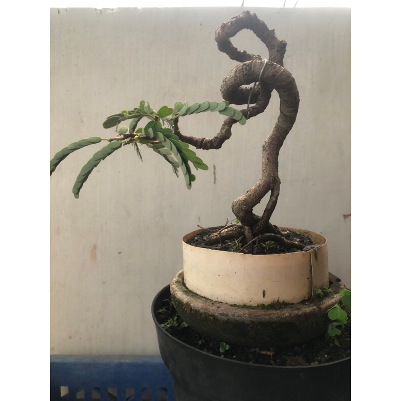 Jual bonsai asem jawa meliuk | Shopee Indonesia