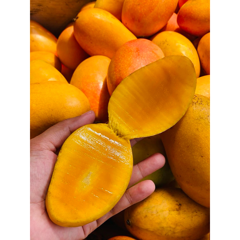 Jual Mangga Podang Gunung Suluhan Berat 1 Kg | Shopee Indonesia