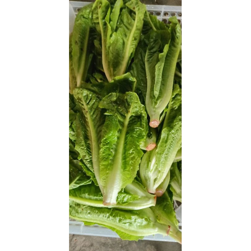 Jual sayur selada romaine segar - 500gram | Shopee Indonesia