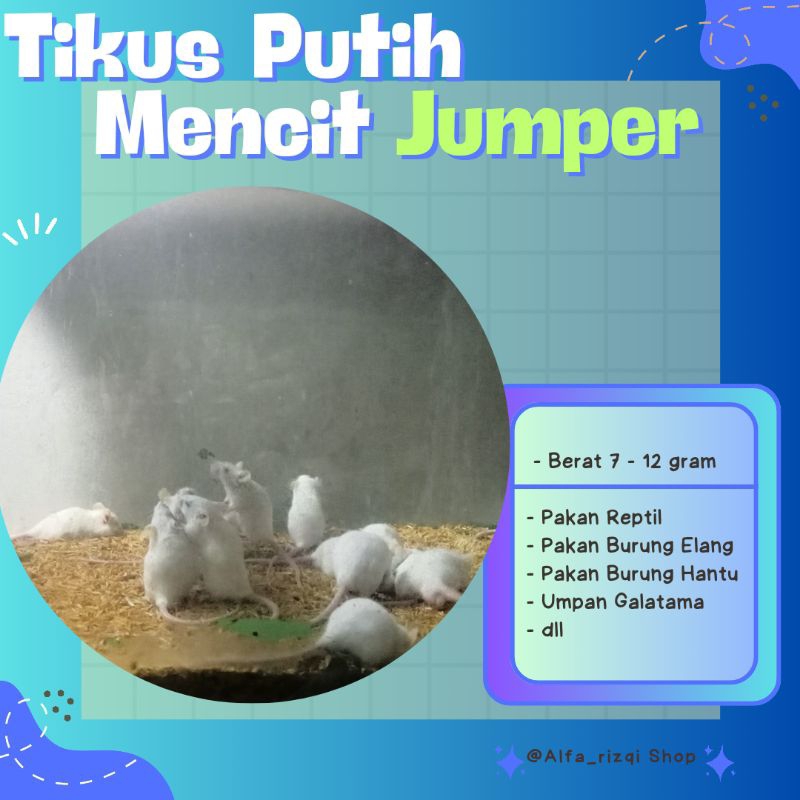 Jual Tikus Putih Mencit pakan reptil, burung pemangsa dan hewan ...