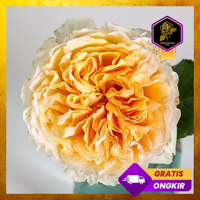 Jual Mawar Import David Austin - Beatrice Rose | Shopee Indonesia